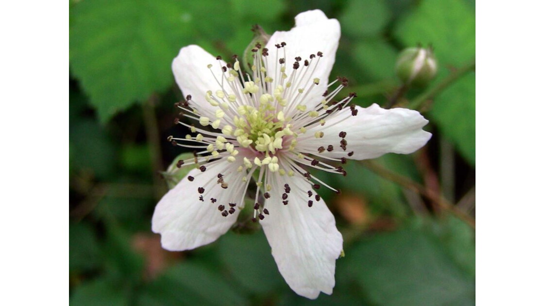 Fleur de mûrier de jardin (1), Fleur Blanche Sauvage - Geo.fr