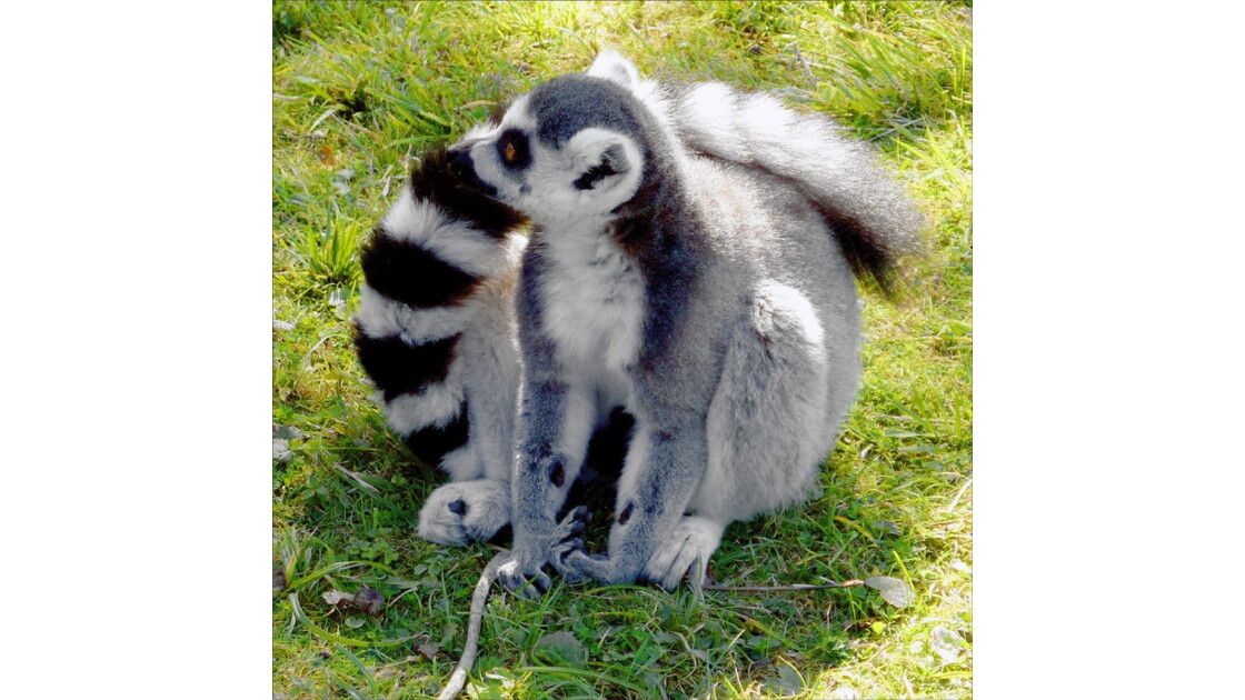 Une queue touffue !, Facile de reconnaître le lémur... - Geo.fr