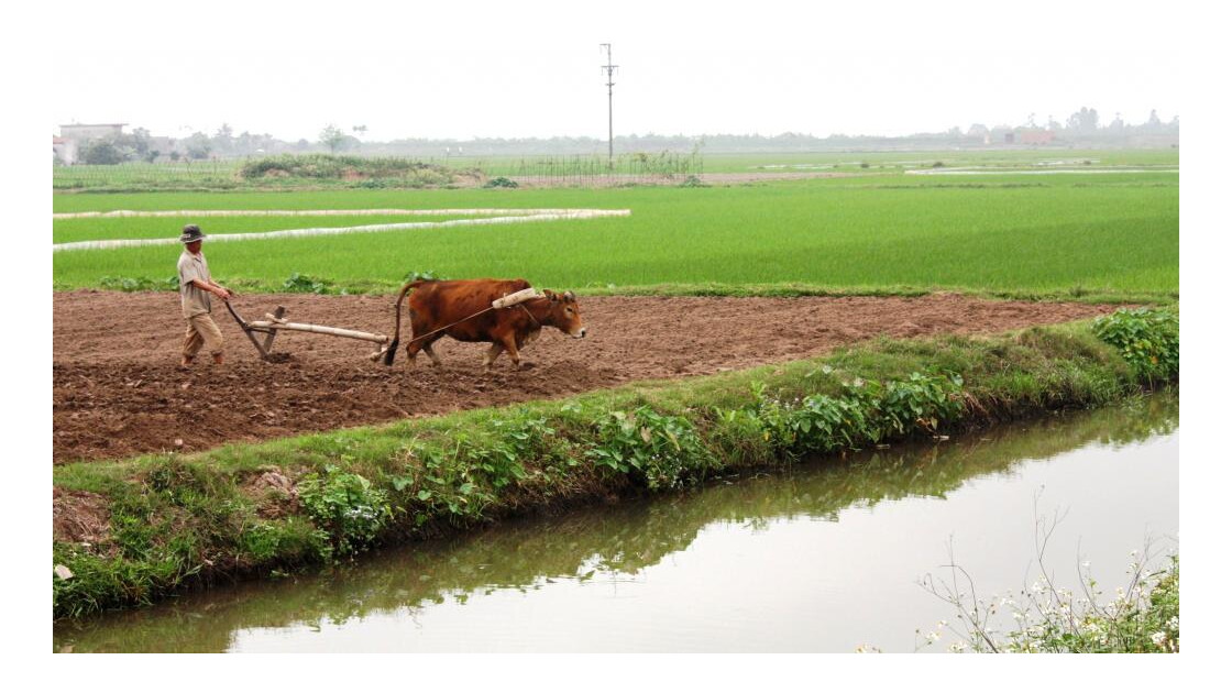 Mettre le Boeuf avant la Charrue, Labour traditionnel... - Geo.fr