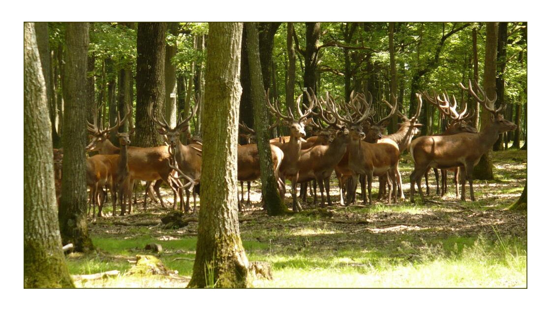 La harde , Dans la Forêt sauvage, Espace Rambouillet - Geo.fr