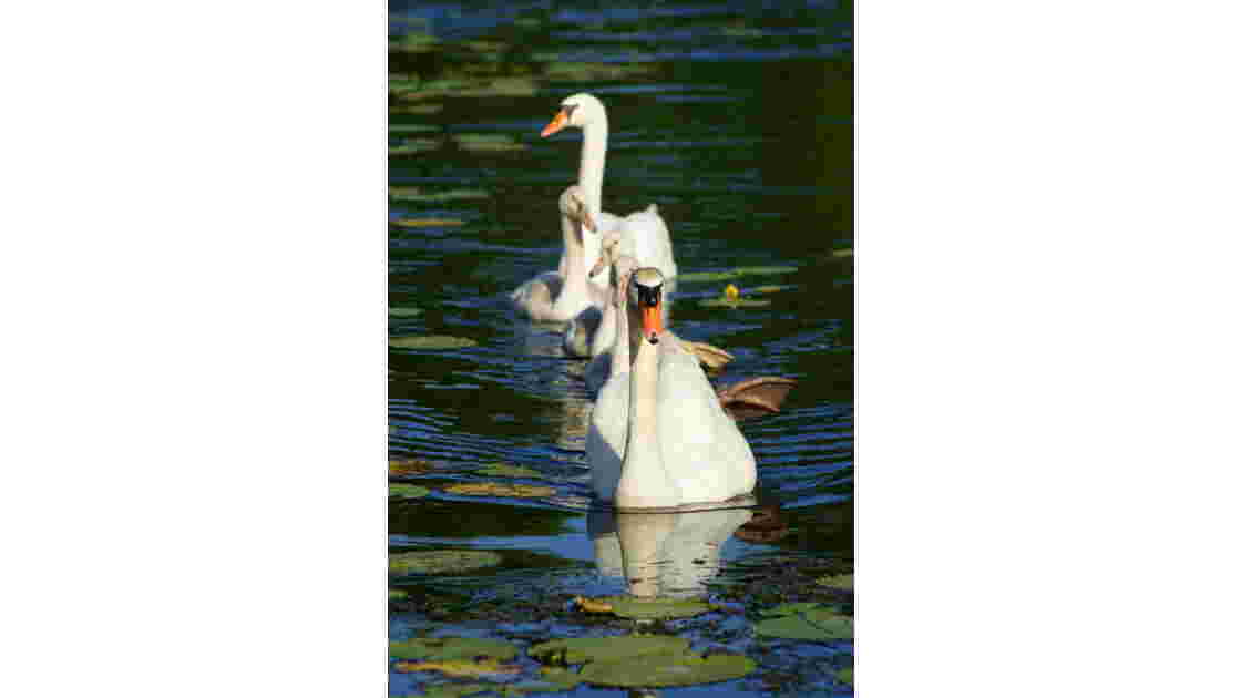 A la queue leu leu !, - Geo.fr