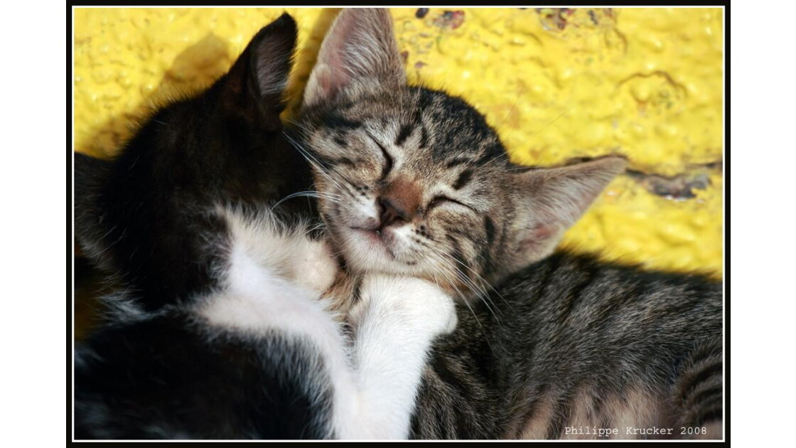 LES_CHATS_DU_MAROC_658, - Geo.fr