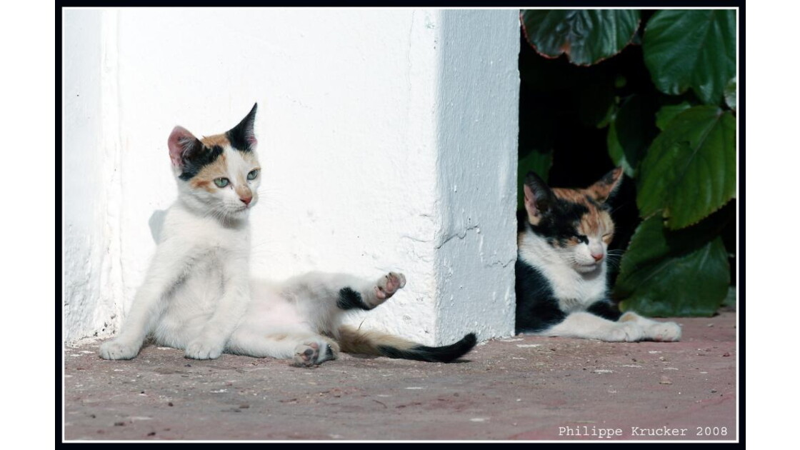 LES_CHATS_DU_MAROC_602, - Geo.fr