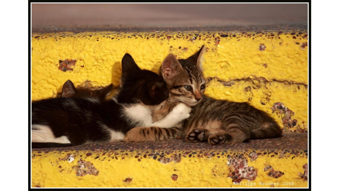 LES_CHATS_DU_MAROC_645, - Geo.fr