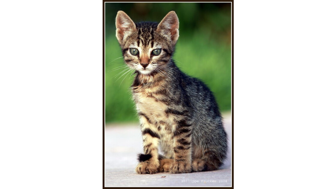 LES_CHATS_DU_MAROC_697, - Geo.fr