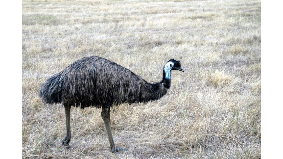 Un émeu en promenade. , - Geo.fr