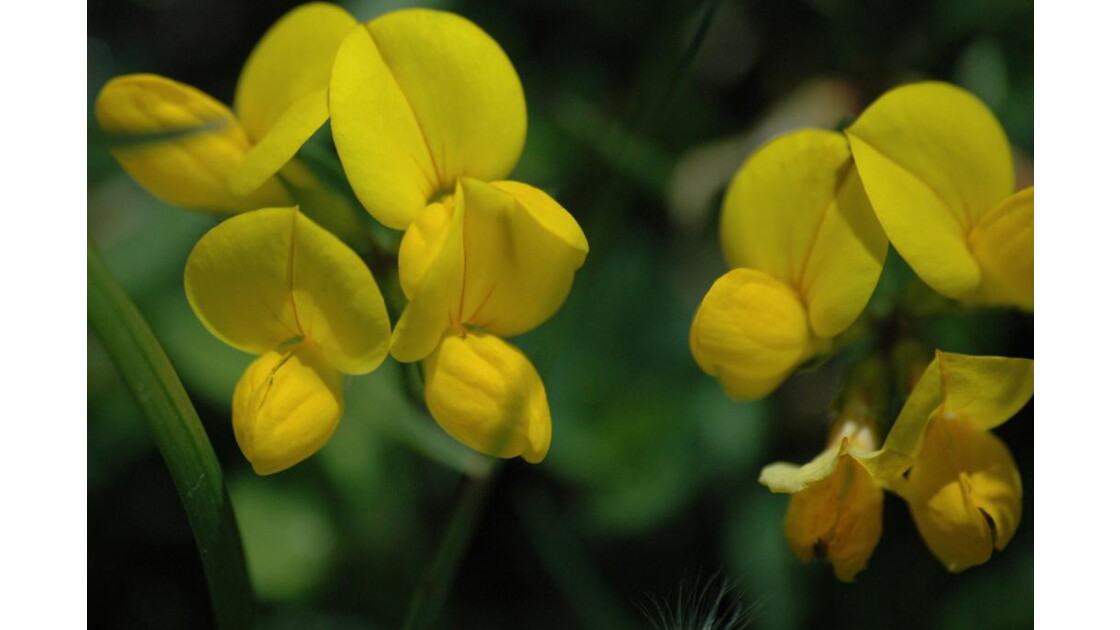 Cytise à feuilles sessiles 03. , - Geo.fr