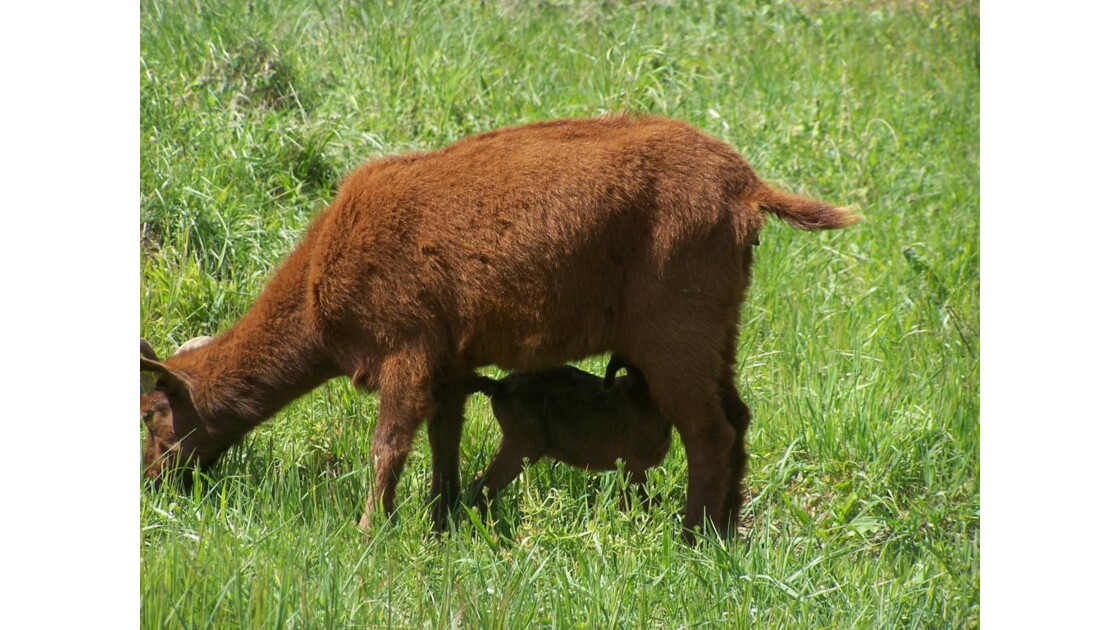 chevre et son cabri, - Geo.fr