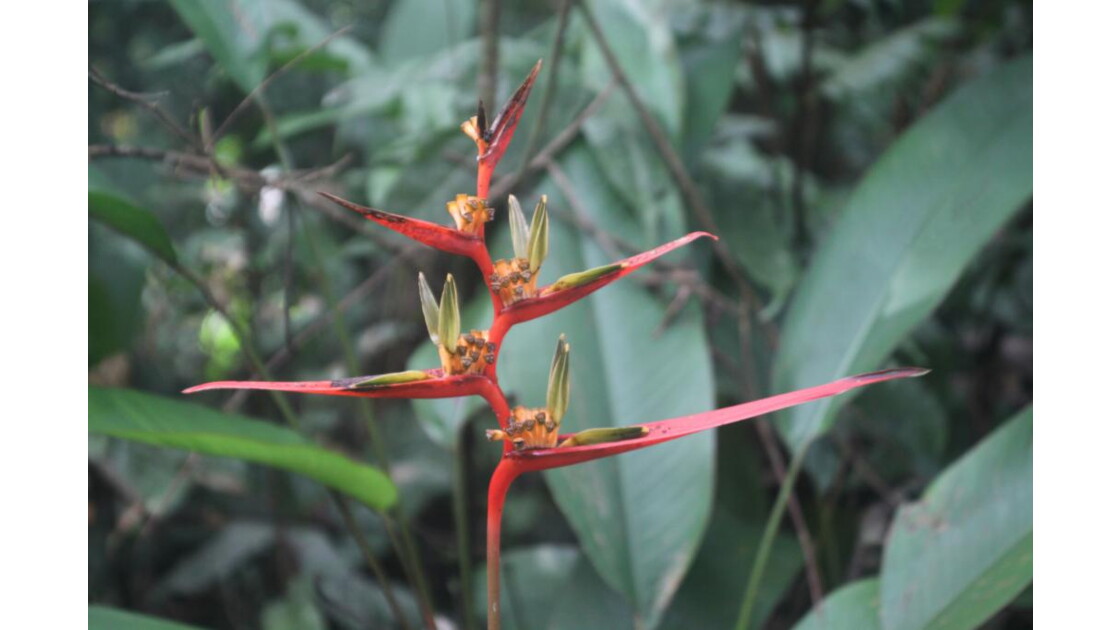 N__17_Fleur_de_balisier_Heliconia_acumi, - Geo.fr