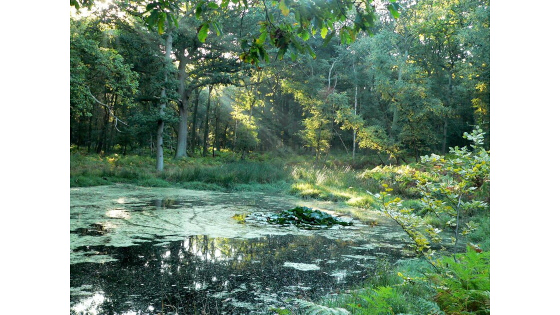 En forêt de Roumare, - Geo.fr