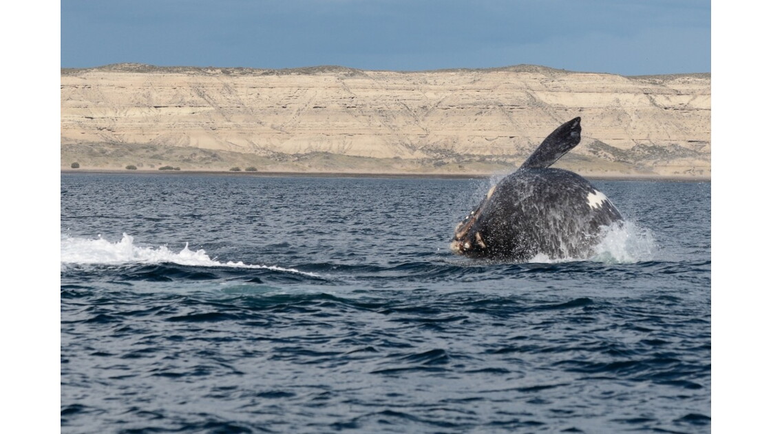 Péninsule de Valdes - Baleine franche a, - Geo.fr
