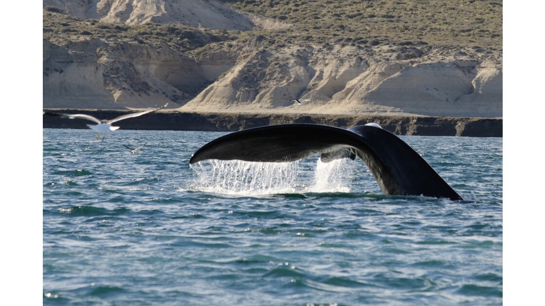 Péninsule de Valdes - Baleine franche a, - Geo.fr