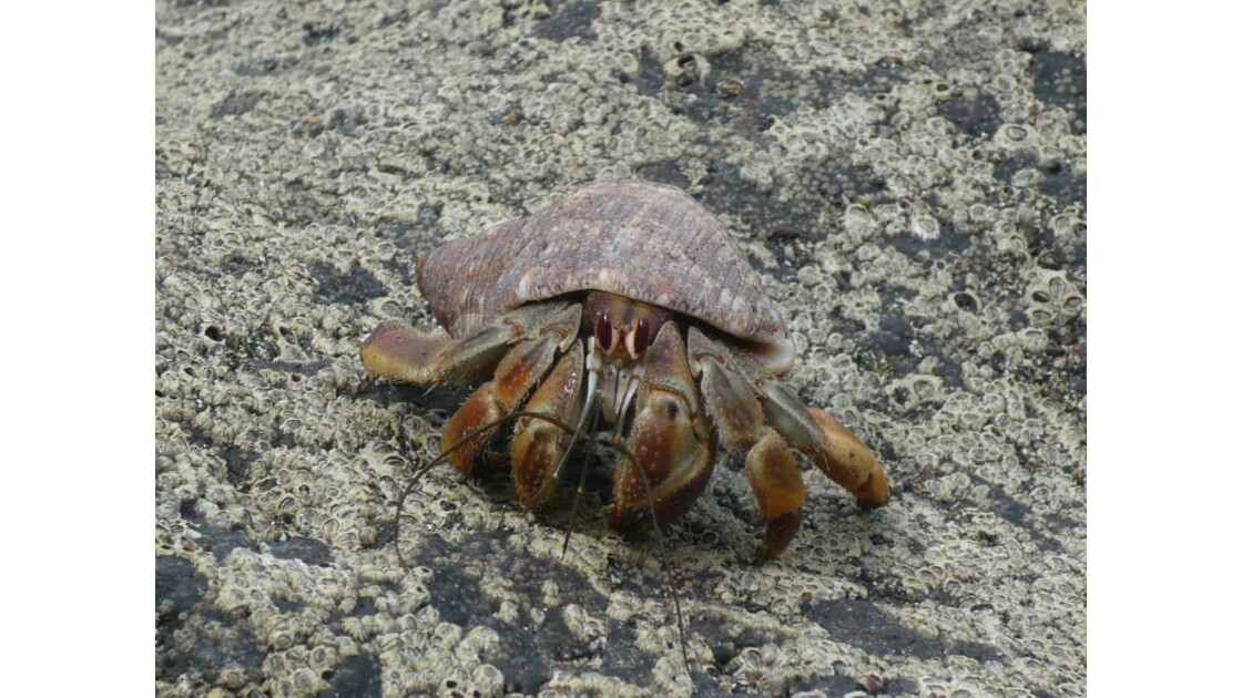 Bernard l'Hermite, - Geo.fr