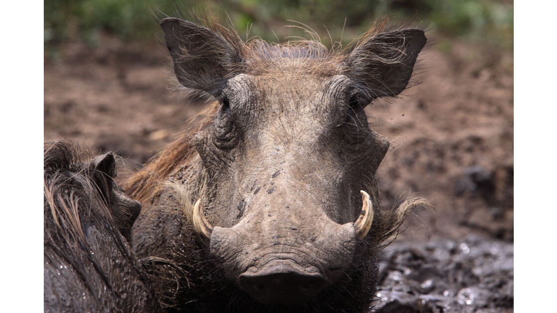 Phacochère, - Geo.fr