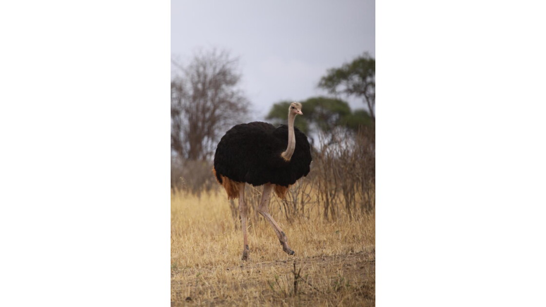 Autruche male, le plumage noir du male lui permet de... - Geo.fr