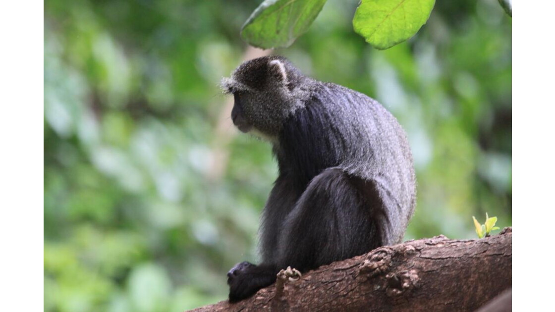 Singe bleu, - Geo.fr