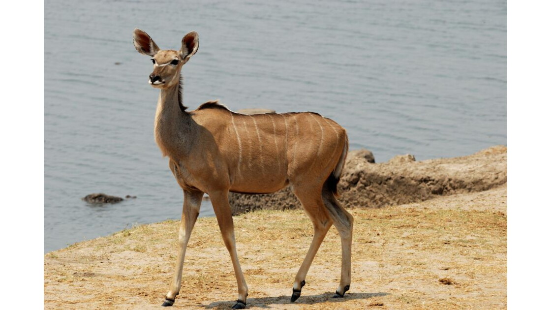 Femelle koudou à Nyam, - Geo.fr