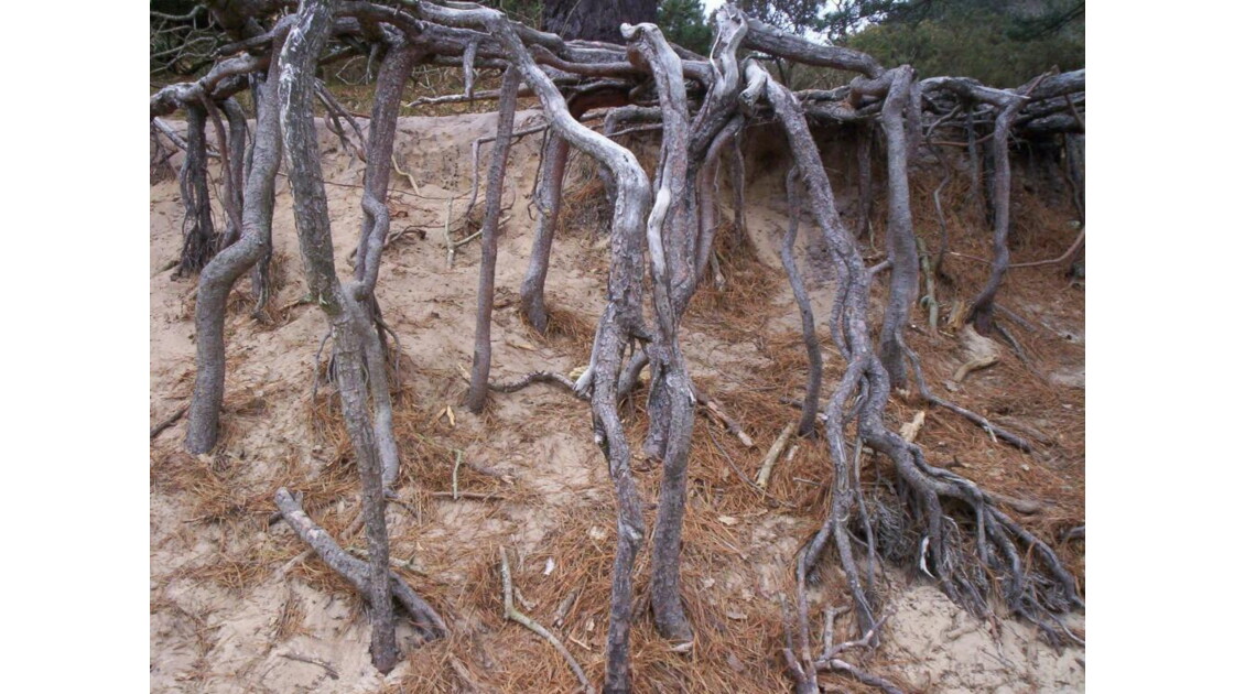 Racines de pins, - Geo.fr