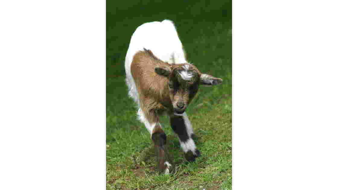 Petite chèvre du Népal, - Geo.fr