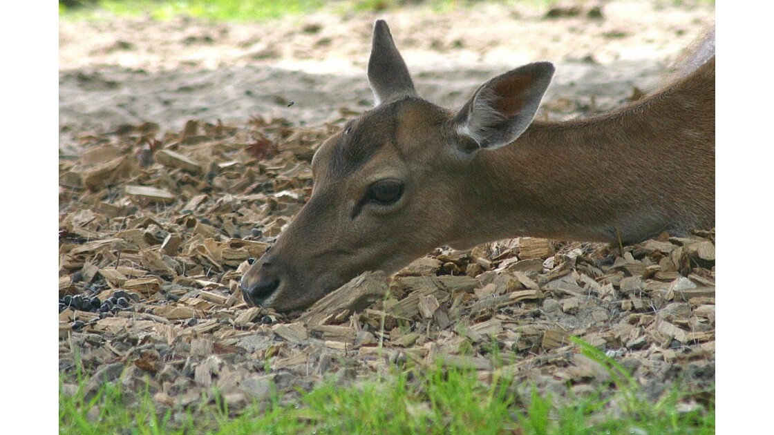Biche, oh ma biche!, - Geo.fr