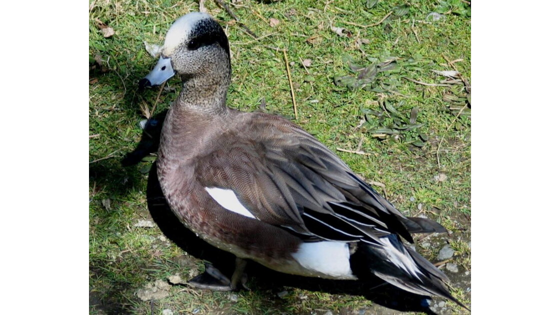 Canard_bec_bleu.jpg, - Geo.fr