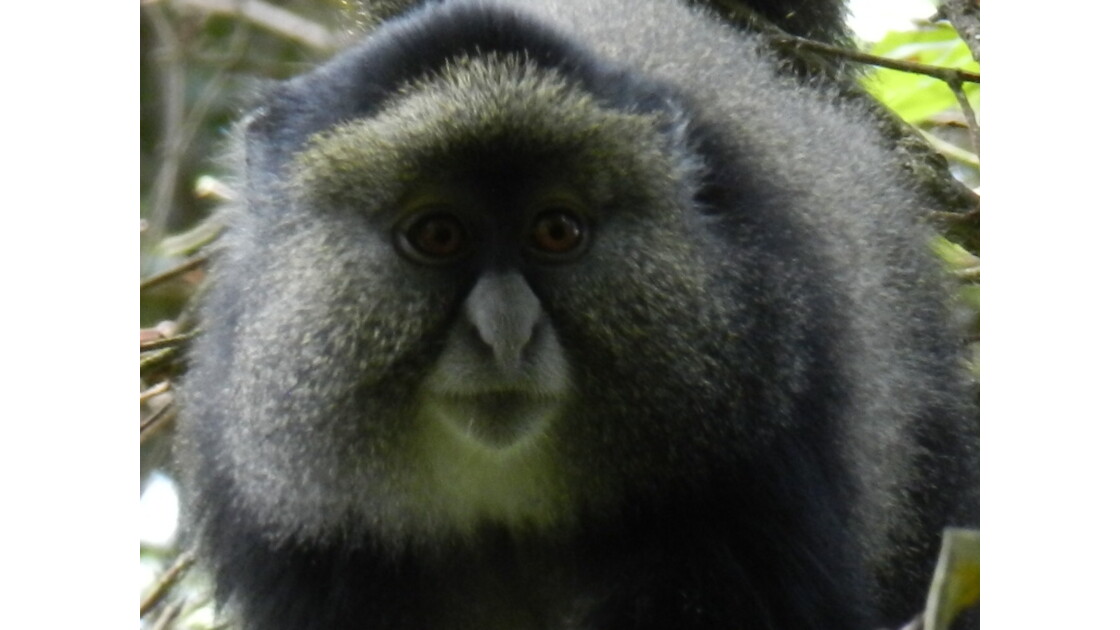 portrait de singe bleu, - Geo.fr