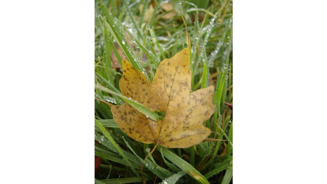 La feuille transpercée, Au sol tombent les feuilles... - Geo.fr
