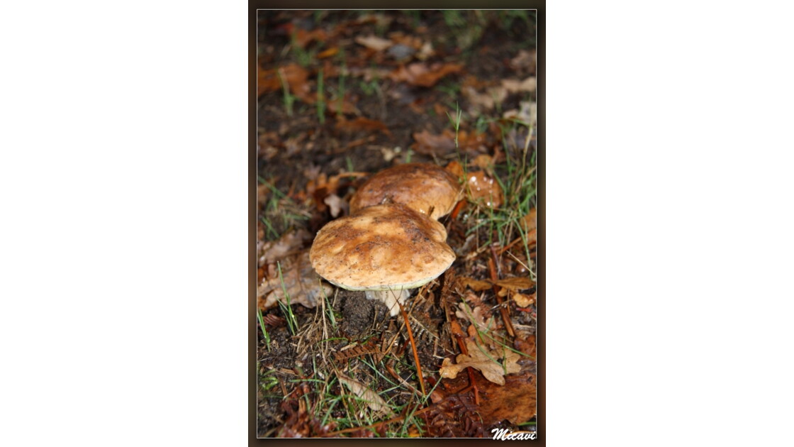 a la queue leu leu.jpg, - Geo.fr