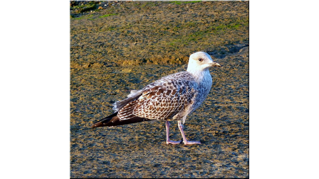 Bébé goéland !, Ce bébé pas farouche à joué avec moi,... - Geo.fr
