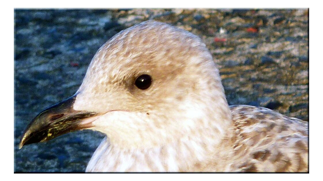 Portrait du bébé goéland !, Les petits peuvent voler... - Geo.fr