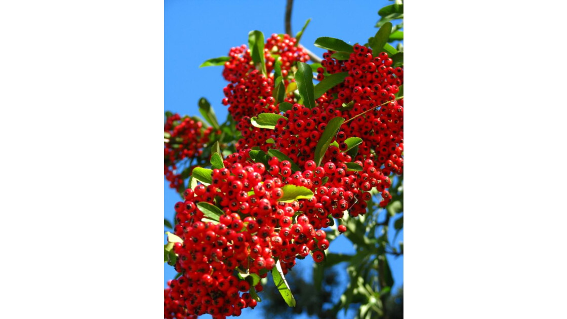 Buisson ardent, - Geo.fr