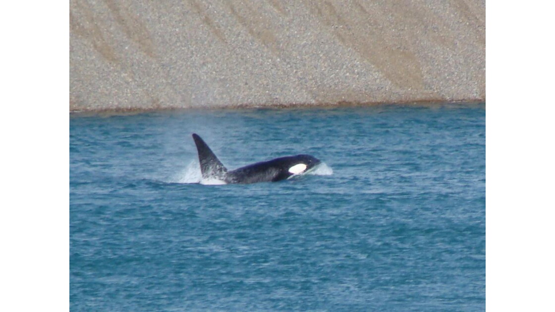 Orque.JPG, Orque, Péninsule Valdès, Argentine. - Geo.fr