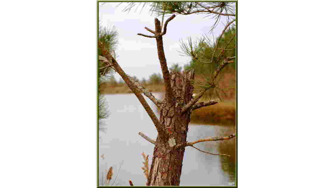 Branche de Pin maritime, - Geo.fr