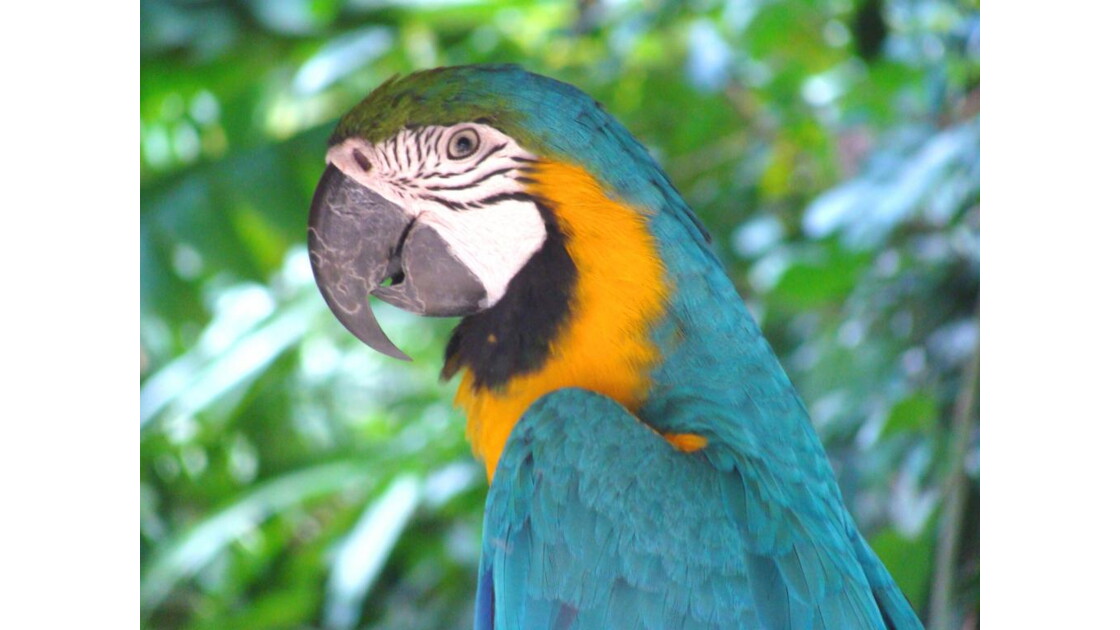 Ara bleu.JPG, Ara bleu (Ara ararauna). - Geo.fr