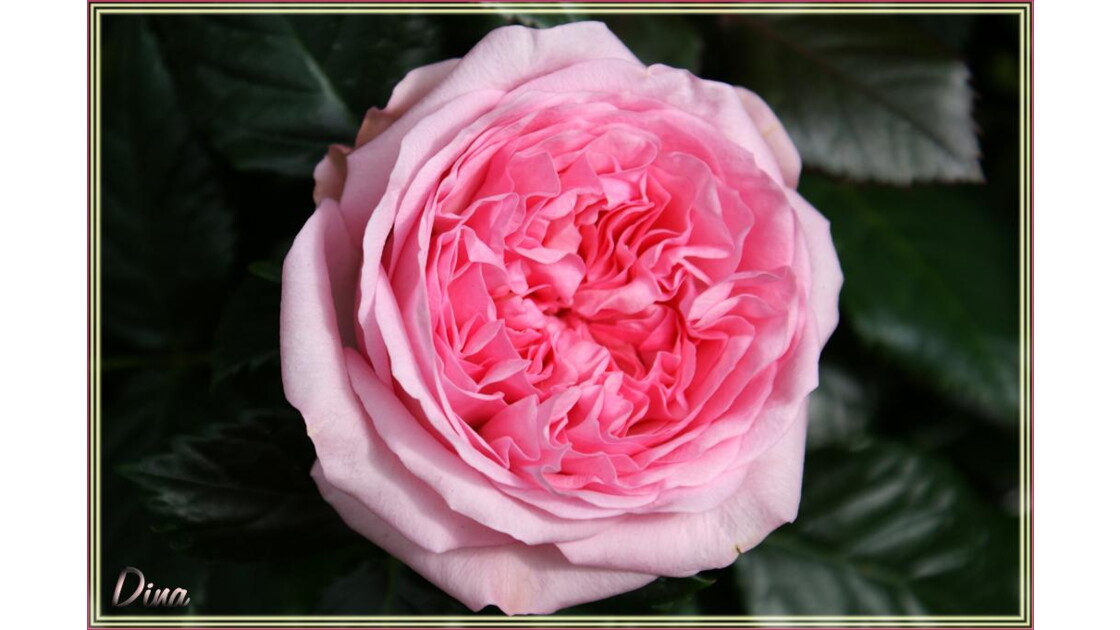 Une vraie rose rose !, Thibaud IV, comte de Champagne... - Geo.fr