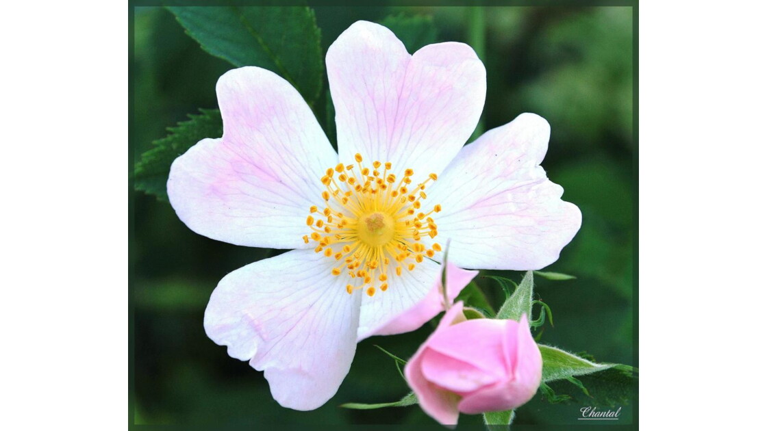 Belle églantine...., L'églantine, la fleur des poètes,... - Geo.fr