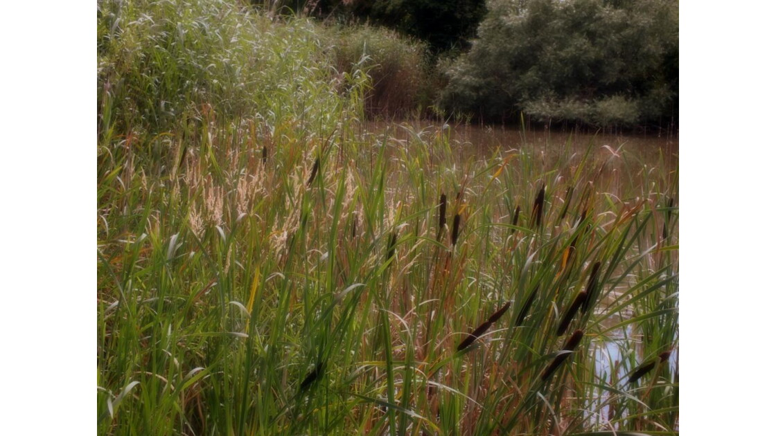 Les joncs, - Geo.fr