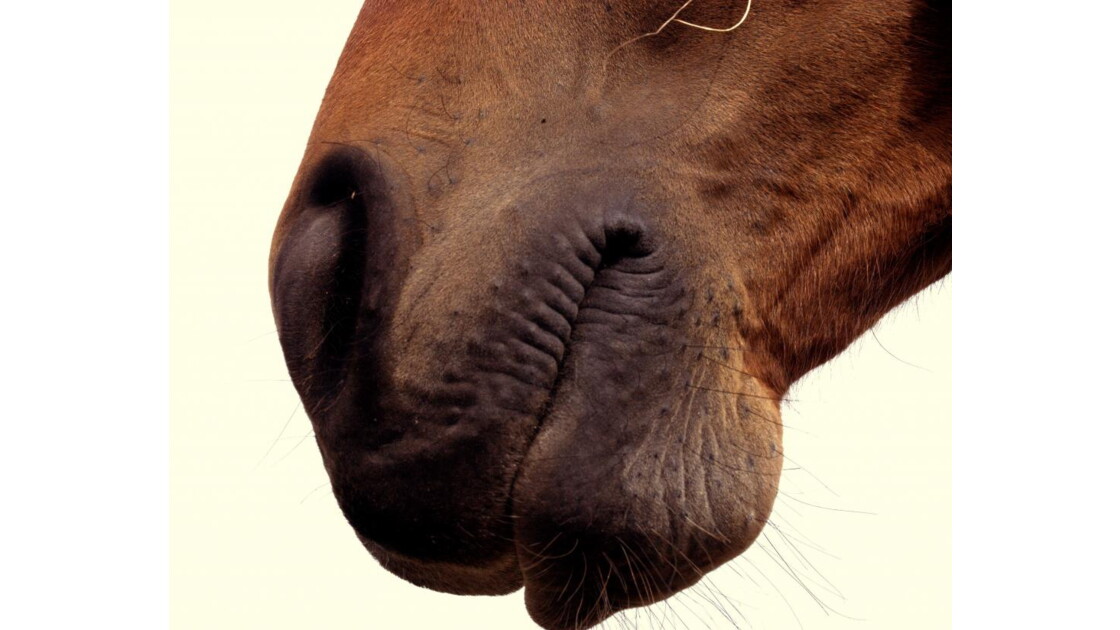 Voilà !! la bouche d'un Cheval ...jp, Vous avez... - Geo.fr