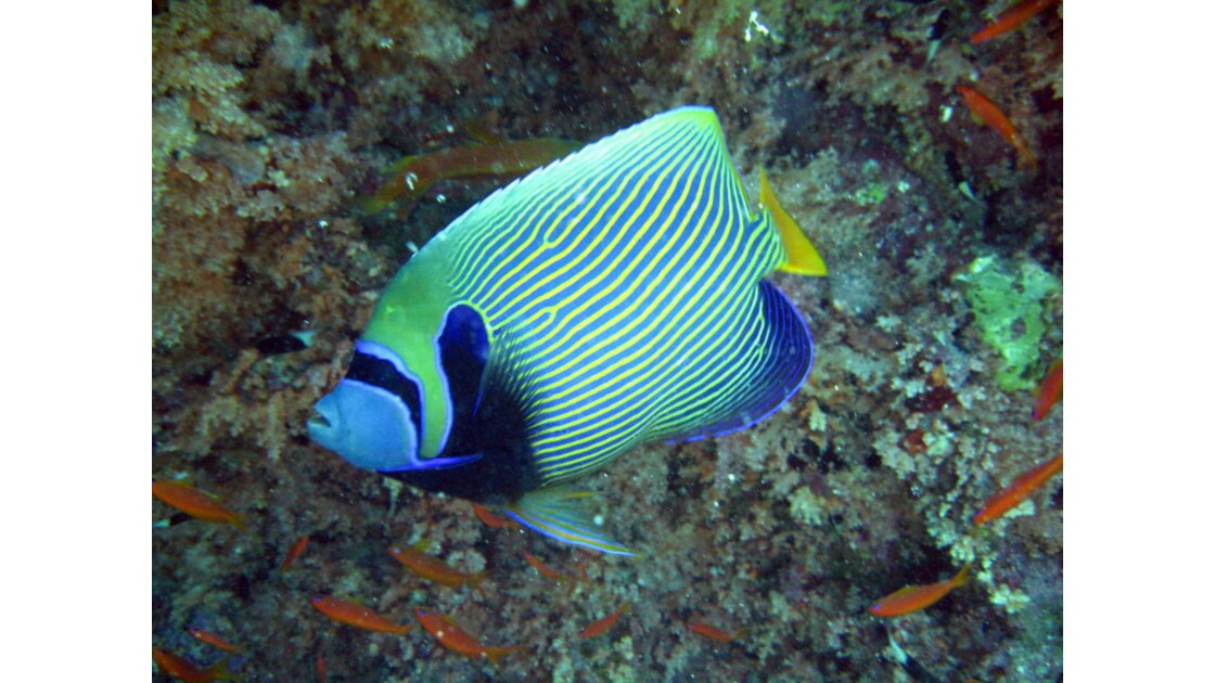 poisson ange empereur, - Geo.fr