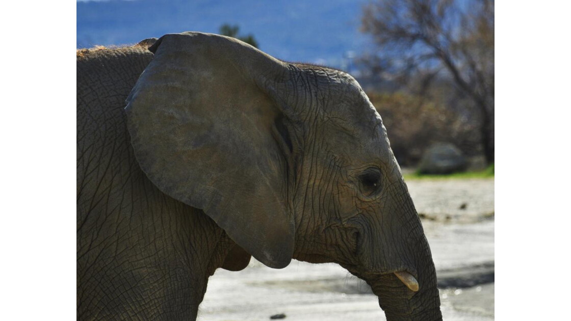_DSC0892.JPG - le Pachyderme ..., - Geo.fr