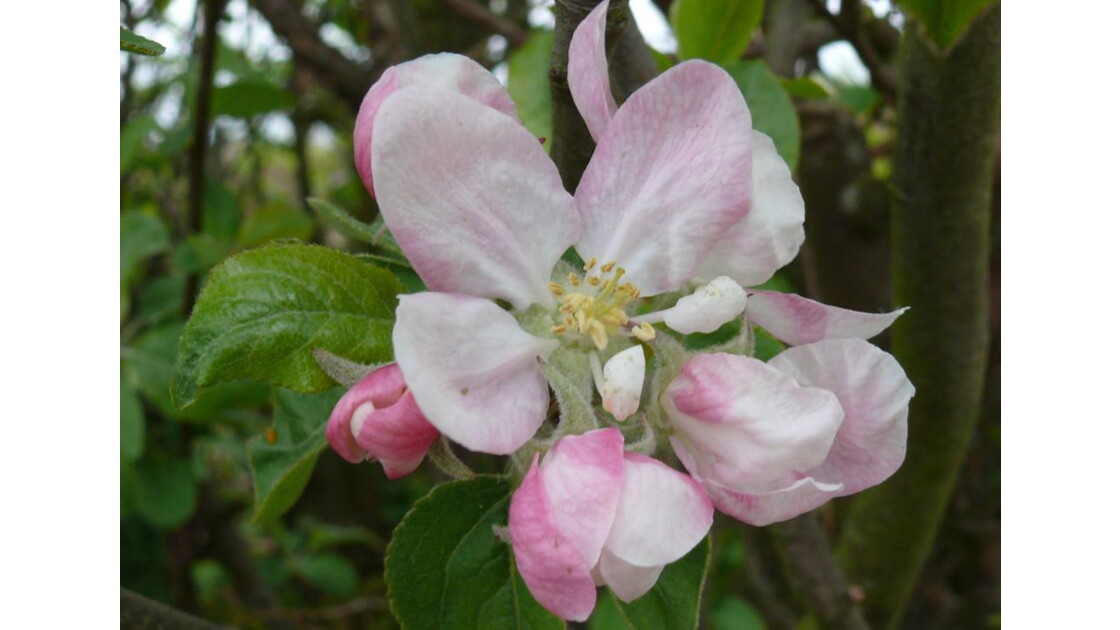 pommier sauvage, - Geo.fr