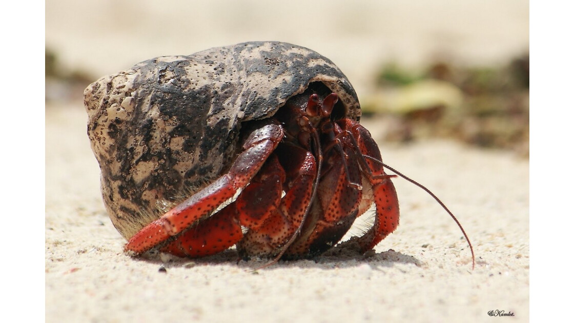 aIMG_2984.JPG- Bernard L'hermite , - Geo.fr