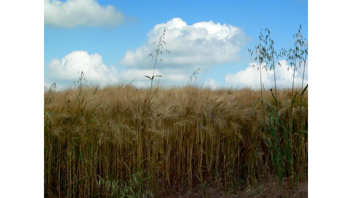 Champ de blé, - Geo.fr