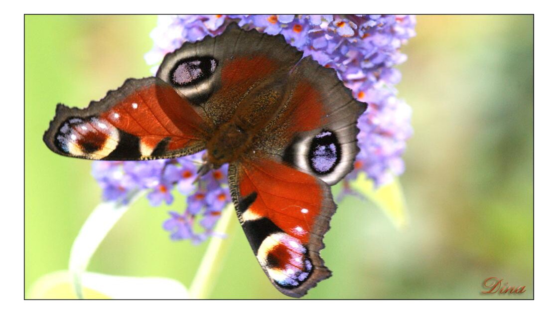 Inachis io - Le paon du jour, Famille des Nymphalidae,... - Geo.fr
