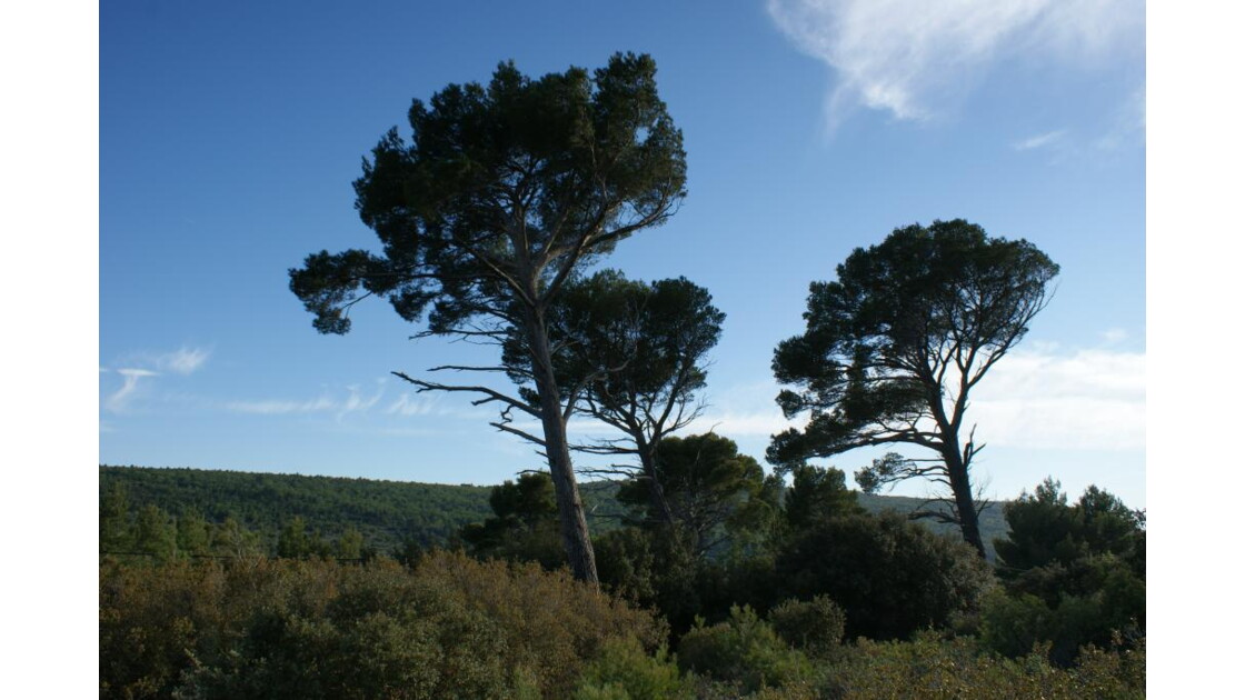 pins parasol, - Geo.fr