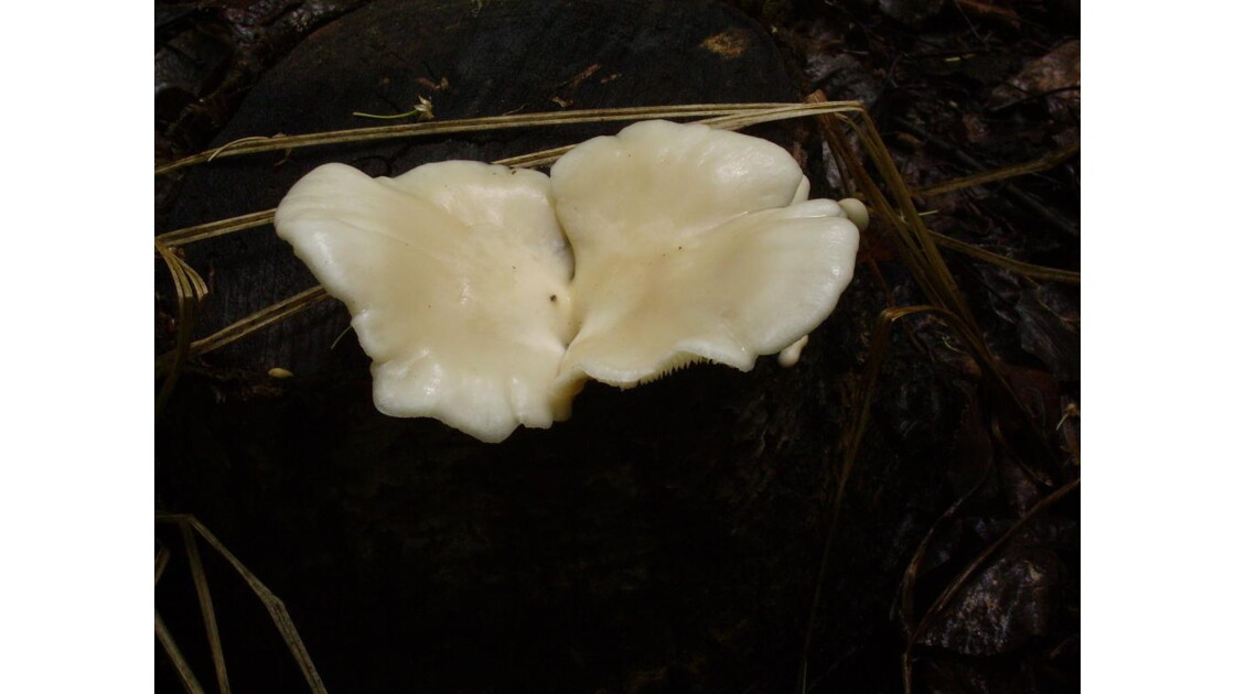Pleurotus populinus, Pleurotus populinus, Pleurote... - Geo.fr