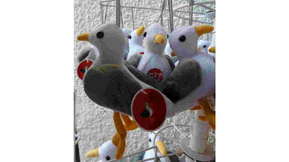 Bébé goéland !, Ce bébé pas farouche à joué avec moi,... - Geo.fr