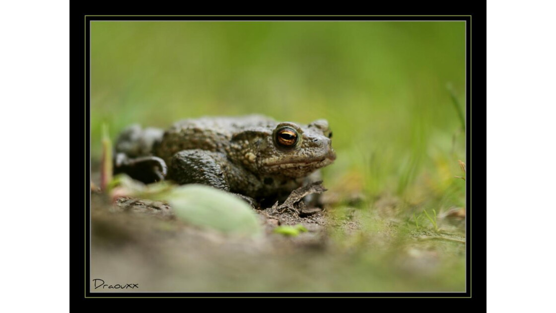 Crapaud commun.jpg, - Geo.fr