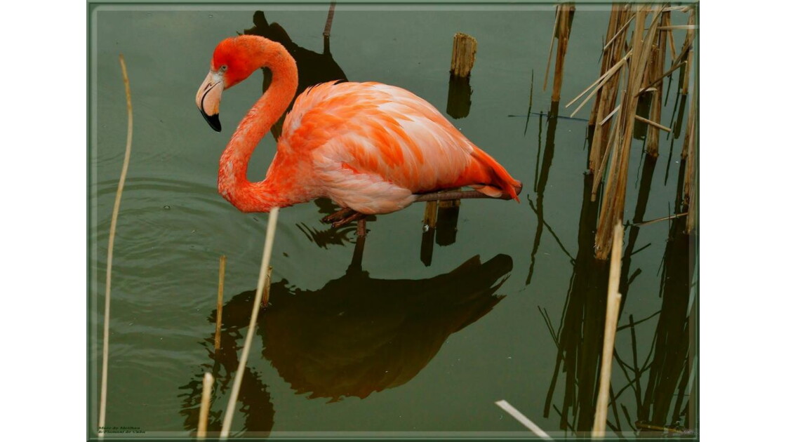 Flamant_de_Cuba.jpg, Photographie d'un groupe de Flamants... - Geo.fr