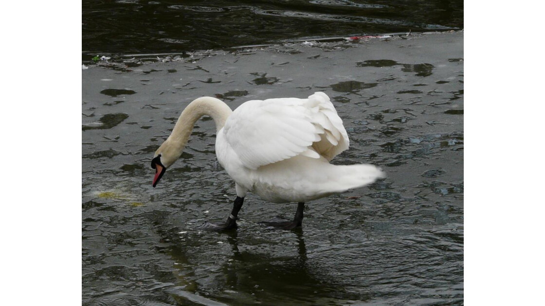 C'EST QUOI CE TRUC BIZARRE?, - Geo.fr